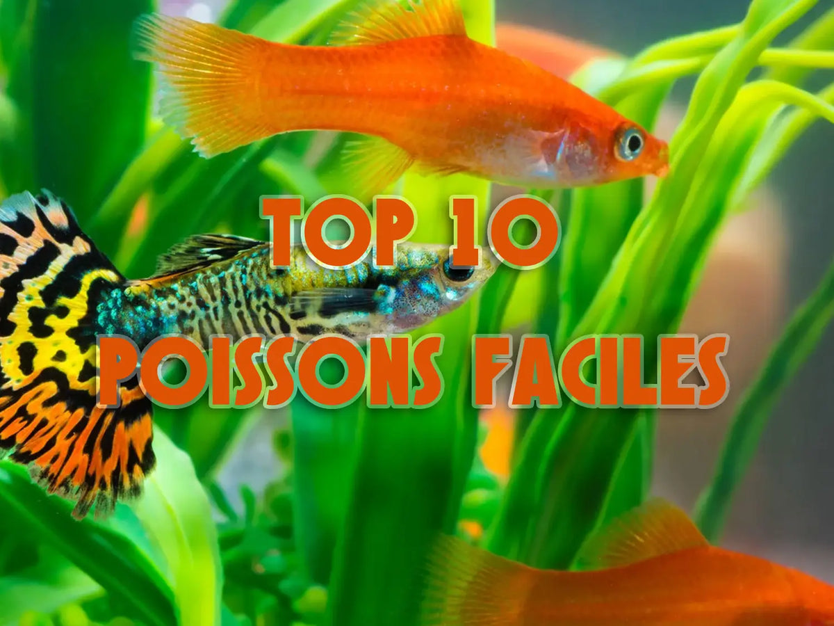 Top 10 des poissons d’eau douce faciles pour débuter – Shrimpsfood